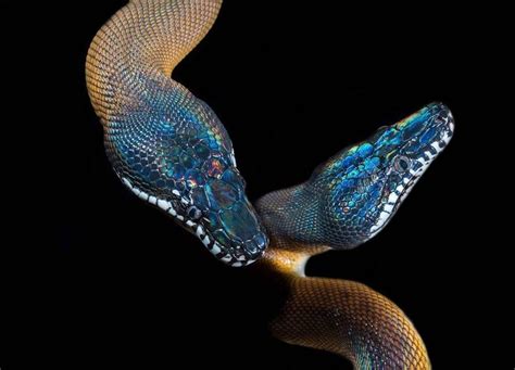 Bothrochilus Albertisii White Lipped Python