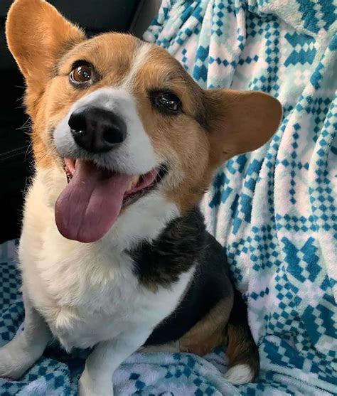 26 Beagle Mixes So Adorable To Die For