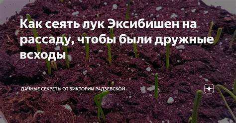 Как сеять лук Эксибишен на рассаду чтобы были дружные всходы Виктория Радзевская Дачные