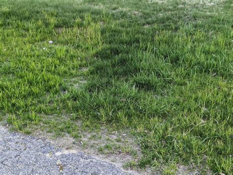 Grass Identification R Lawncare