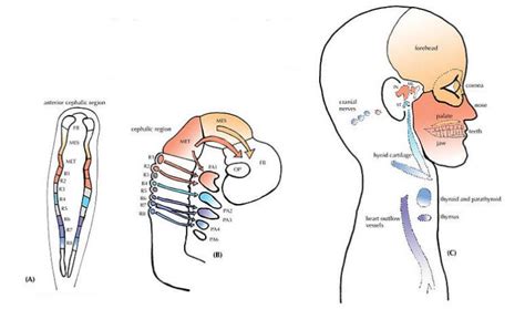 Cranial Bones The Definitive Guide