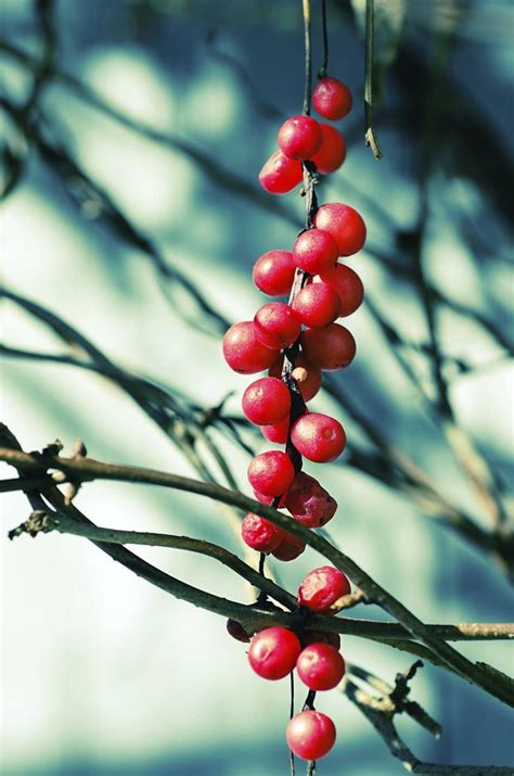 Wu Wei Zi 5 Flavor Fruit