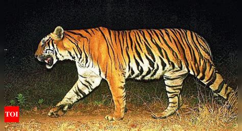 Tiger Numbers Nagarahole Pips Bandipur In Tiger Numbers With A Six