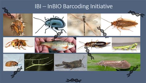 Inbio Barcoding Initiative Africa Ibol Europe