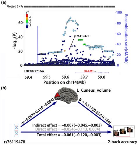 the mediation pathways among rs76119478 cuneus morphometry and download scientific diagram