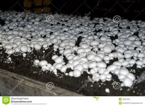 Button Mushroom Mother Spawn At Rs 250kg ऑयस्टर का मशरूम स्पॉन In Rajnandgaon Id 2851074773297