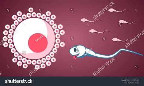 Cartoon Sperm Cell Hurries Egg Cell Stock Vector Royalty Free 2187885141 Shutterstock