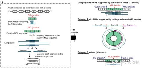 Nucleic Acids Res丨台湾省研究人员整合二代和三代测序数据识别基因内ts RNA 知乎