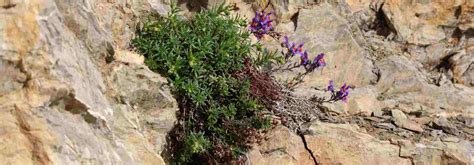 Plantes Lithophytes Qui Sont Elles Blog Promesse De Fleurs