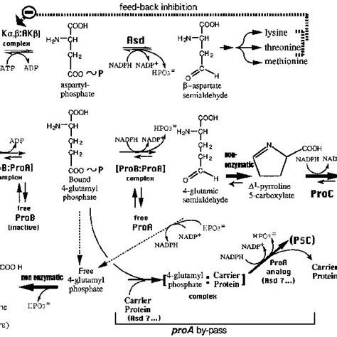 Possible Proline Biosynthetic Pathways In C Glutamicum Upper Row Download Scientific Diagram