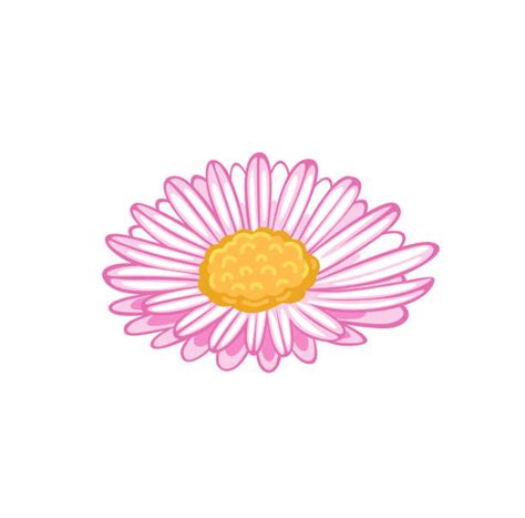 2000개 이상의 Pink Gerbera Daisy 스톡 일러스트 Royalty Free 벡터 그래픽 및 클립 아트 Istock