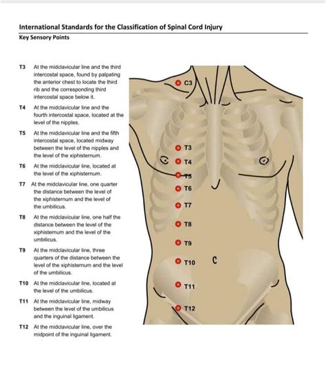 Important Dermatomes And Medicals Intelligence