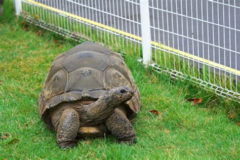 長野市城山動物園のアップルさん アルダブラゾウガメ by Shoi ID11330560 写真共有サイト PHOTOHITO
