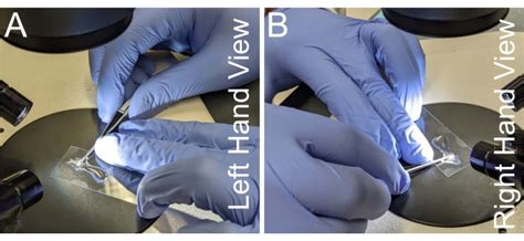 Dissecting Fixing And Visualizing The Drosophila Pupal 48 Off