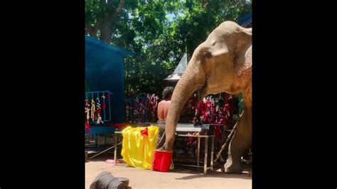 කැබිලිත්ත මද්දු Youtube