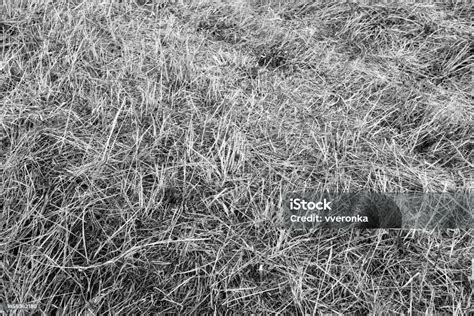 잔디 풀의 회색 필드입니다 경 사진 필드의 자연스러운 질감 게시물 배경 화면 보호기 벽지 엽서 포스터 배너 표지 웹 사이트 헤더