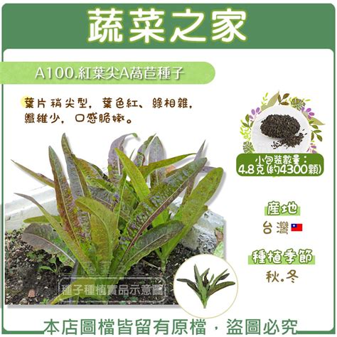 【蔬菜之家滿額免運】a100紅葉尖a萵苣種子48克約4300顆葉片稍尖型，葉色紅、綠相雜，纖維少，口感脆嫩葉 蝦皮購物