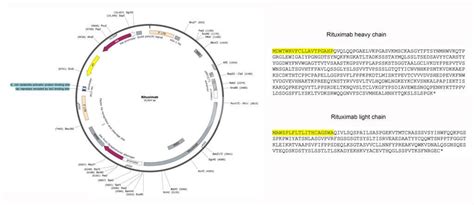 Rituximab Biosimilar Antibody Bicell Scientific®
