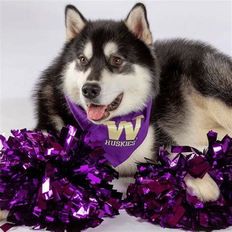 Its A Dawgs Life Catching Up With Dubs The Uw Mascot Komo