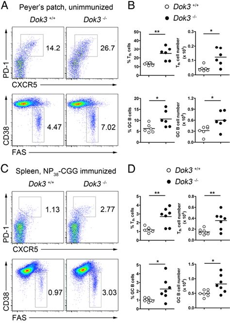 Plasma Cell Differentiation Semantic Scholar