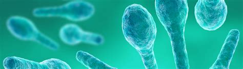 Clostridium Spp And Clostridioides Difficile Targeting Virulence Factors