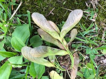 Maple Tree Seeds Stock Photo By From Farm And Forest TPT