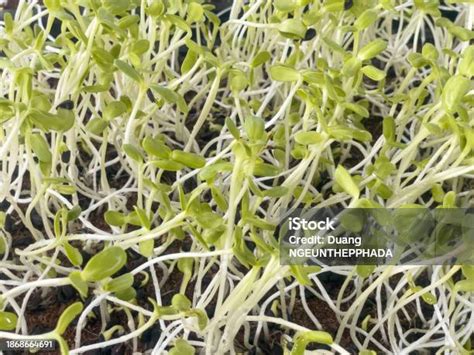 해바라기 그룹의 녹색 묘목은 토양에서 자라는 녹색 새싹 이탄 냄비 개념에서 자라는 해바라기 마이크로 채소의 새싹의 근접 촬영 0명에 대한 스톡 사진 및 기타 이미지 Istock