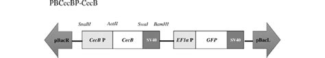 Schematic Representation Of The Pbcecbp Cecb Transgenic Vector Cecb P