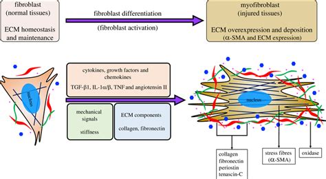 Fibroblast To Myofibroblast Differentiation Fibroblast To Download Scientific Diagram