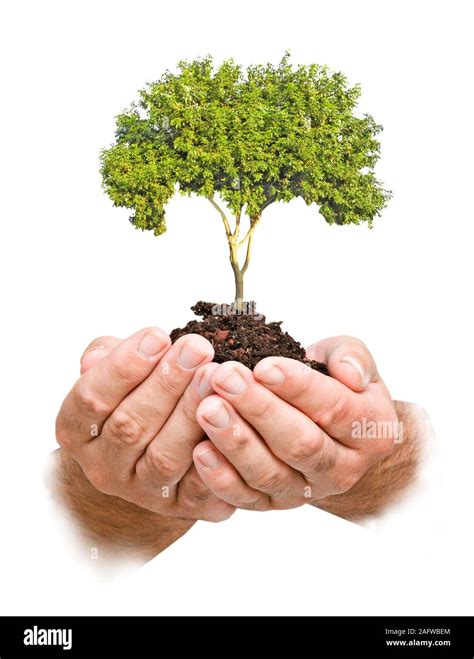 Tree In Hands Stock Photo Alamy
