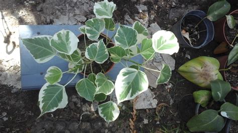 Greenleaf Plant Center සුදු බෝ