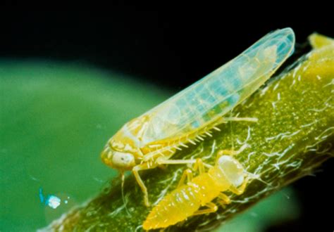 Potato Leafhopper Integrated Pest Management