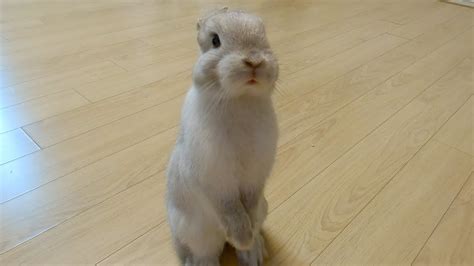 디즈니 실사판 토끼 Bunny Disney Youtube