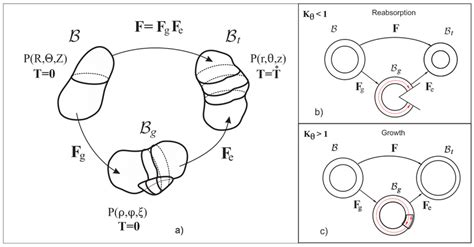 A Multiplicative Decomposition Of Growth Deformation Gradient B C