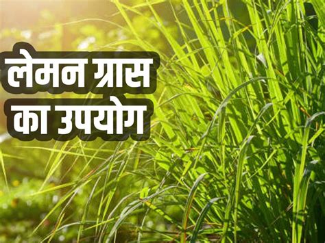 How To Make Lemon Grass In Hindi