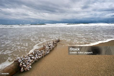 극적인 구름과 파도 함께 해변에서 폭풍우 저녁 전통적인 베트남어 코코넛 보트 전경입니다 호이 한 한 방 비치 Copyspace와 관광에 대한 스톡 사진 및 기타 이미지