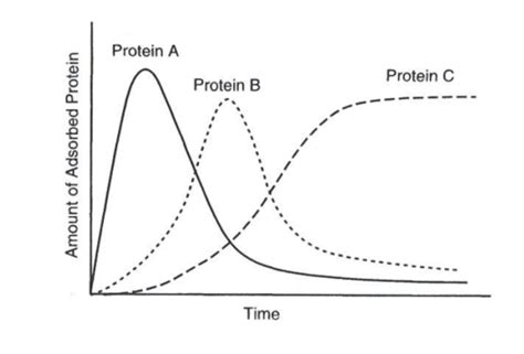 Lecture 3 Protein Flashcards Quizlet