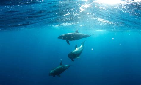 Dolphin Sex Is Twisty And Super Complicated But Looks Like Fun