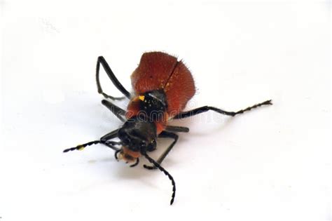 Bug Insect With A Hard Red Elytra Stock Image Image Of Flier White 179418279