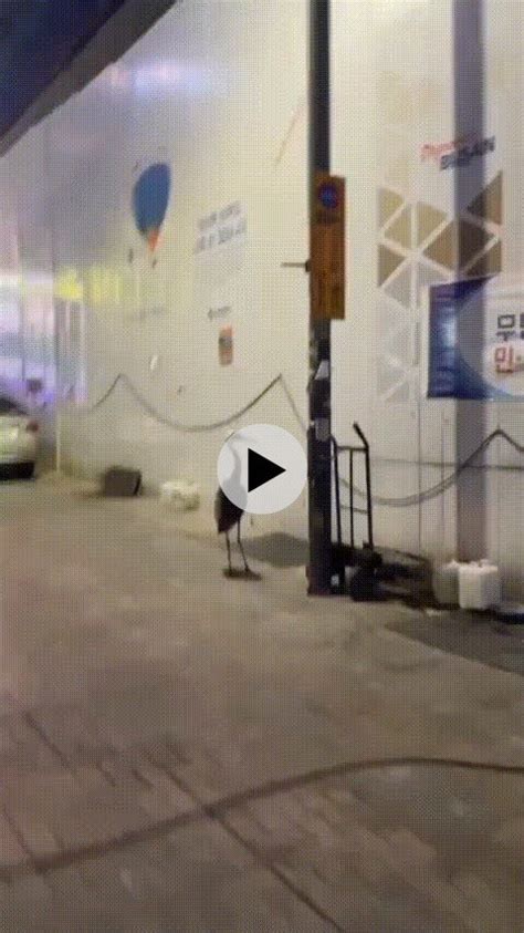 부산 길거리 학폭 유머 움짤 이슈 에펨코리아