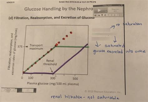 Filtration Reabsorption And Excretion Of Glucose Diagram Quizlet