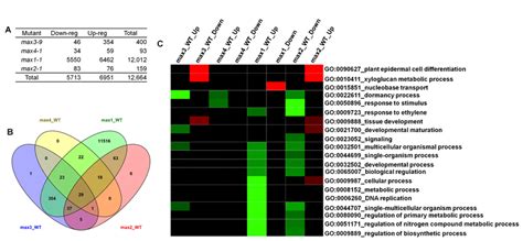 microarray analysis of the gene expression profiles in max mutants