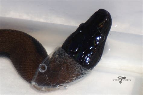 Crispysnakes — Gin Bismarck Ringed Python Bothrochilus Boa