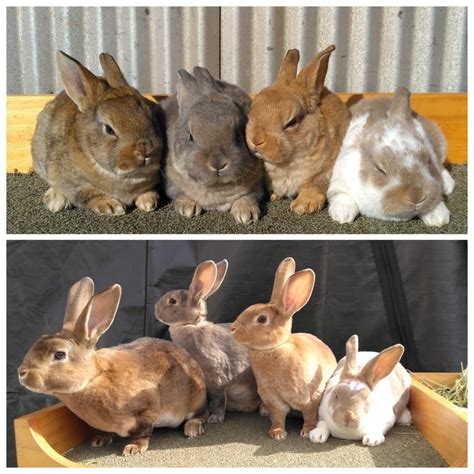Color Comparison For Rex In 2024 Mini Rex Rabbit Rex Rabbit Rabbit