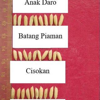 Morphological Of Four Rice Seed Varieties Download Scientific Diagram