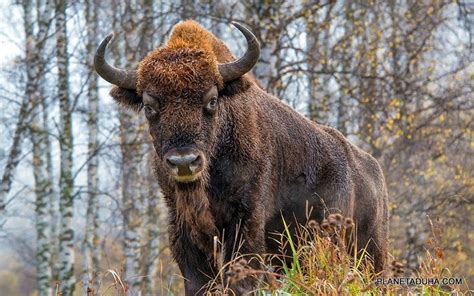 Горный Алтай Золотые горы Алтая Колыбель природы European Bison