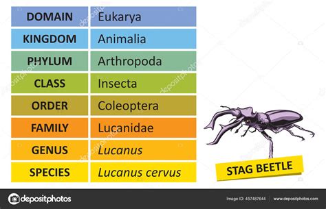 Hiérarchie Des Principaux Rangs Taxonomiques Classification Biologique