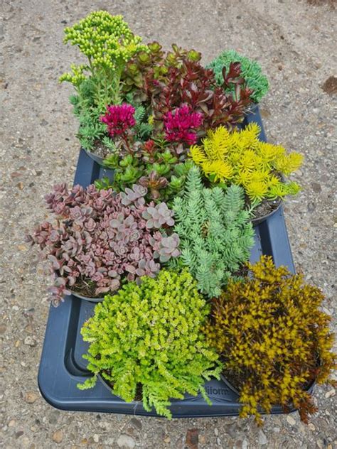 Sedum Mix — Plant Wholesale Floraccess