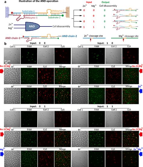A Design Of Dnazyme Based Control Switch For And Operation B Cell