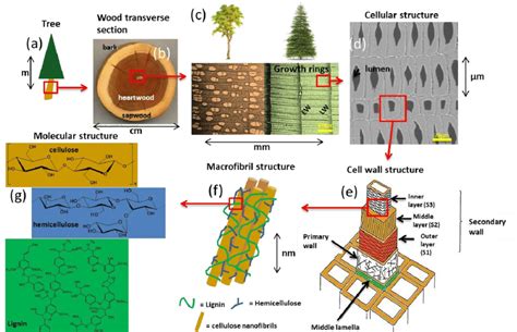 Cell Wall Polymers Structure In Trees From Tree To Molecules A A Download Scientific
